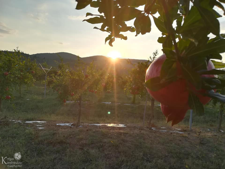 Συλλογή ροδιών ποικιλίας Acco και συνεργασία με την ΑΛΦΕΙΟΣ ΡΟΔΙ ...